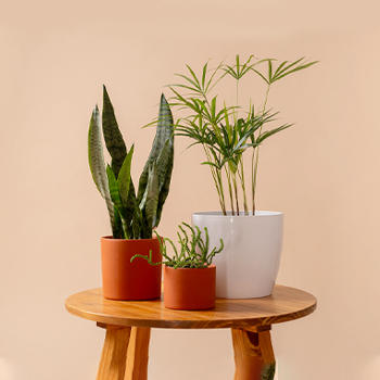 #1 Online Flowers, Cake & Gifts Online Delivery in India - MyFlowerTree