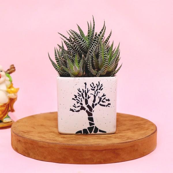 Catchy Cactus Plant- MyFlowerTree